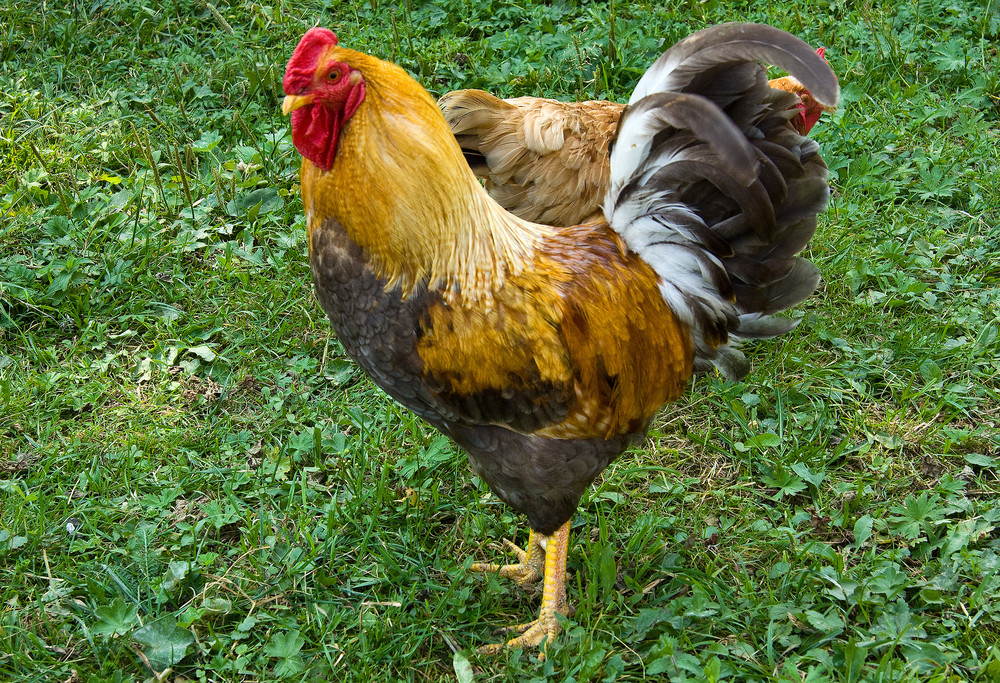 Why Is It Important to Create Boundaries for the Animals on Your Property?